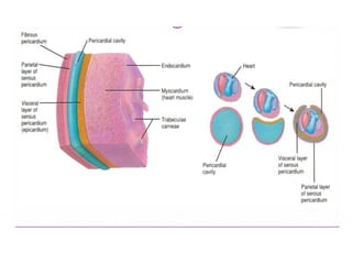 PPT cardiac Tamponade, pada Ny. Y/31thn/ | PPT