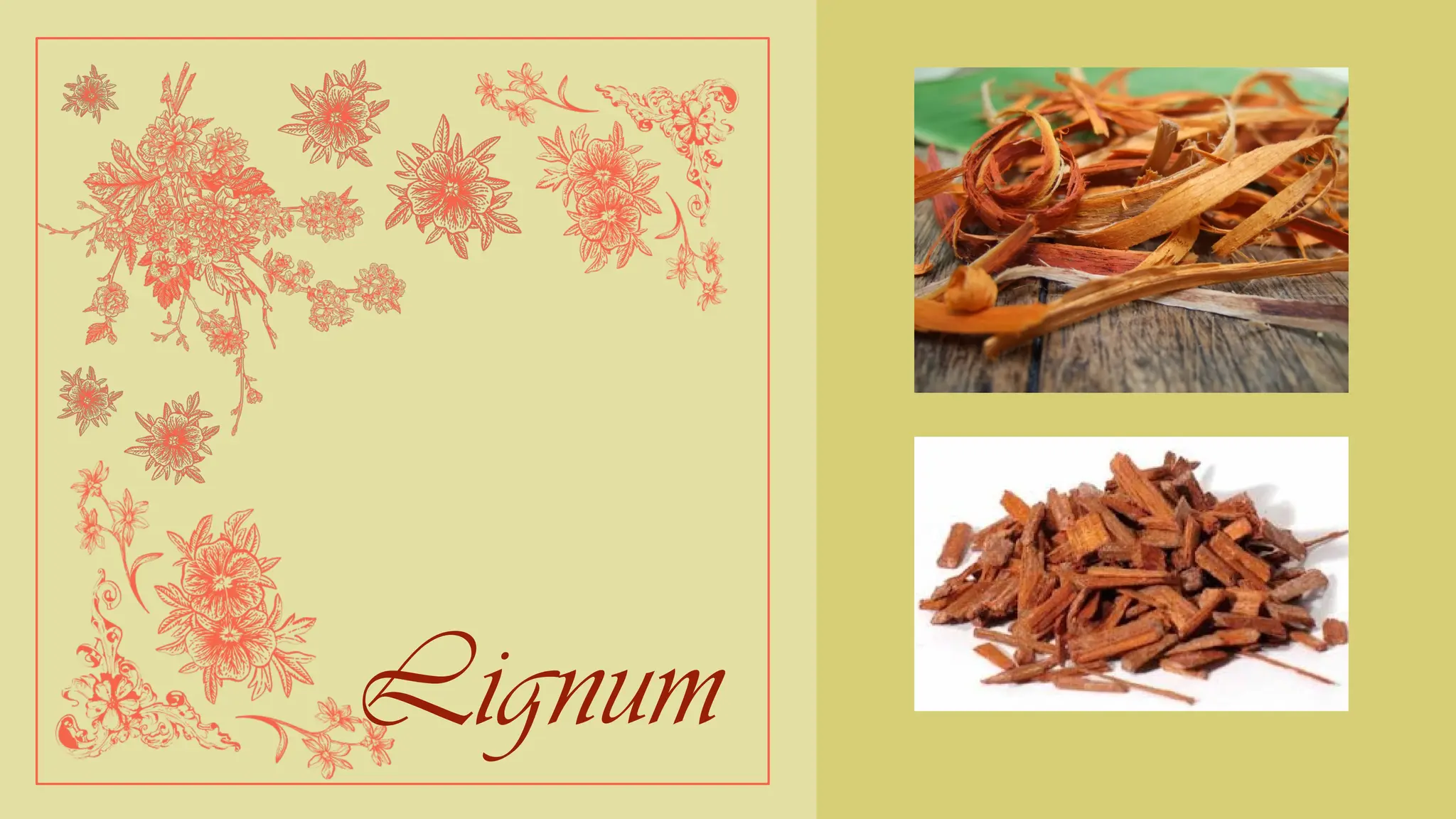 PPT Tanaman Obat dan simplisia serta pengolahannya.pptx