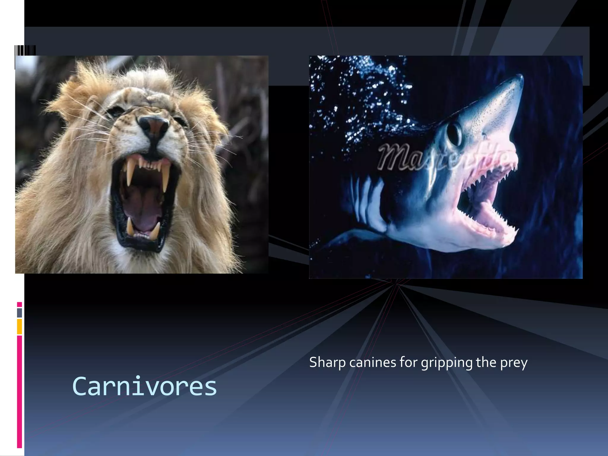 Ppt teeth structure | PPTX