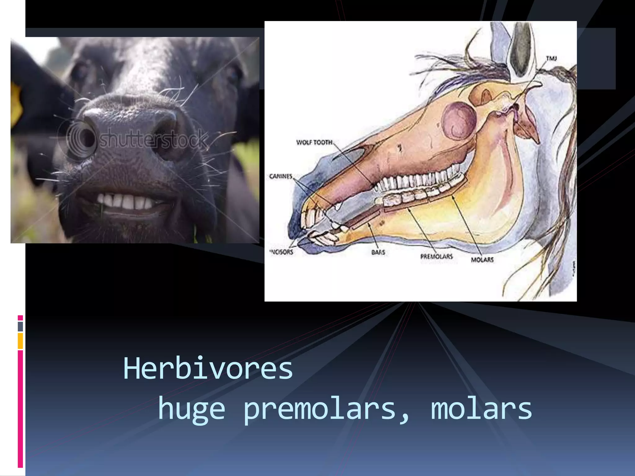 Ppt teeth structure | PPTX