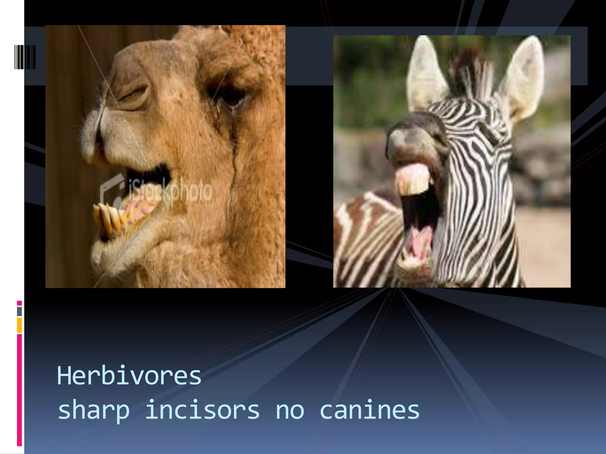 Ppt teeth structure | PPTX