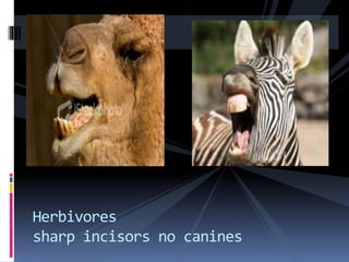 Ppt teeth structure | PPTX