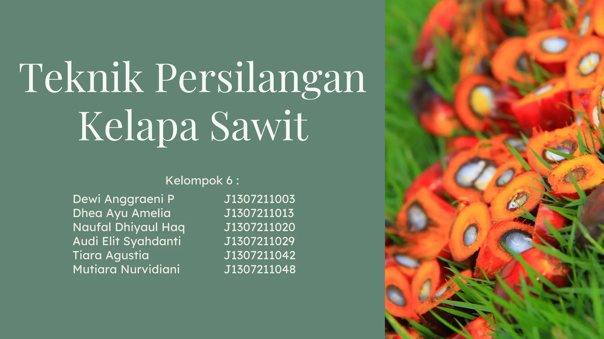 Teknik Persilangan Kelapa Sawit dan Daftar Varietas Kelapa Sawit | PDF