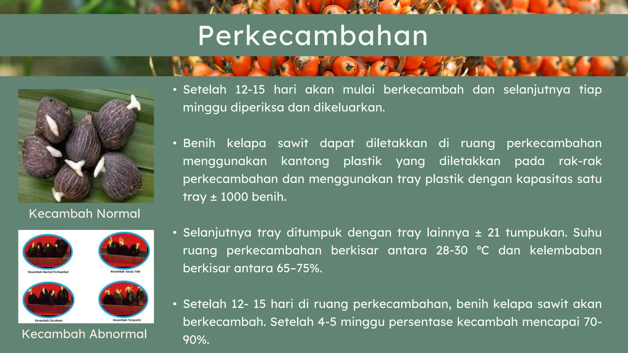 Teknik Persilangan Kelapa Sawit dan Daftar Varietas Kelapa Sawit | PDF