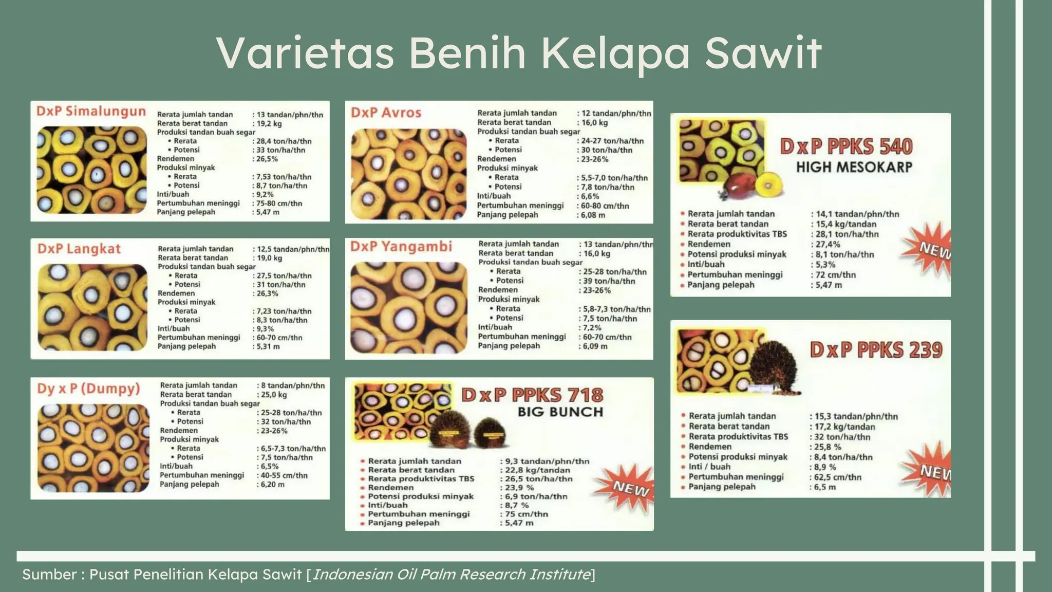 Teknik Persilangan Kelapa Sawit dan Daftar Varietas Kelapa Sawit | PDF