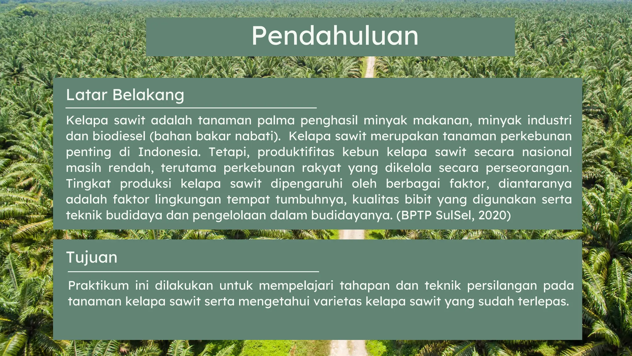 Teknik Persilangan Kelapa Sawit dan Daftar Varietas Kelapa Sawit | PDF
