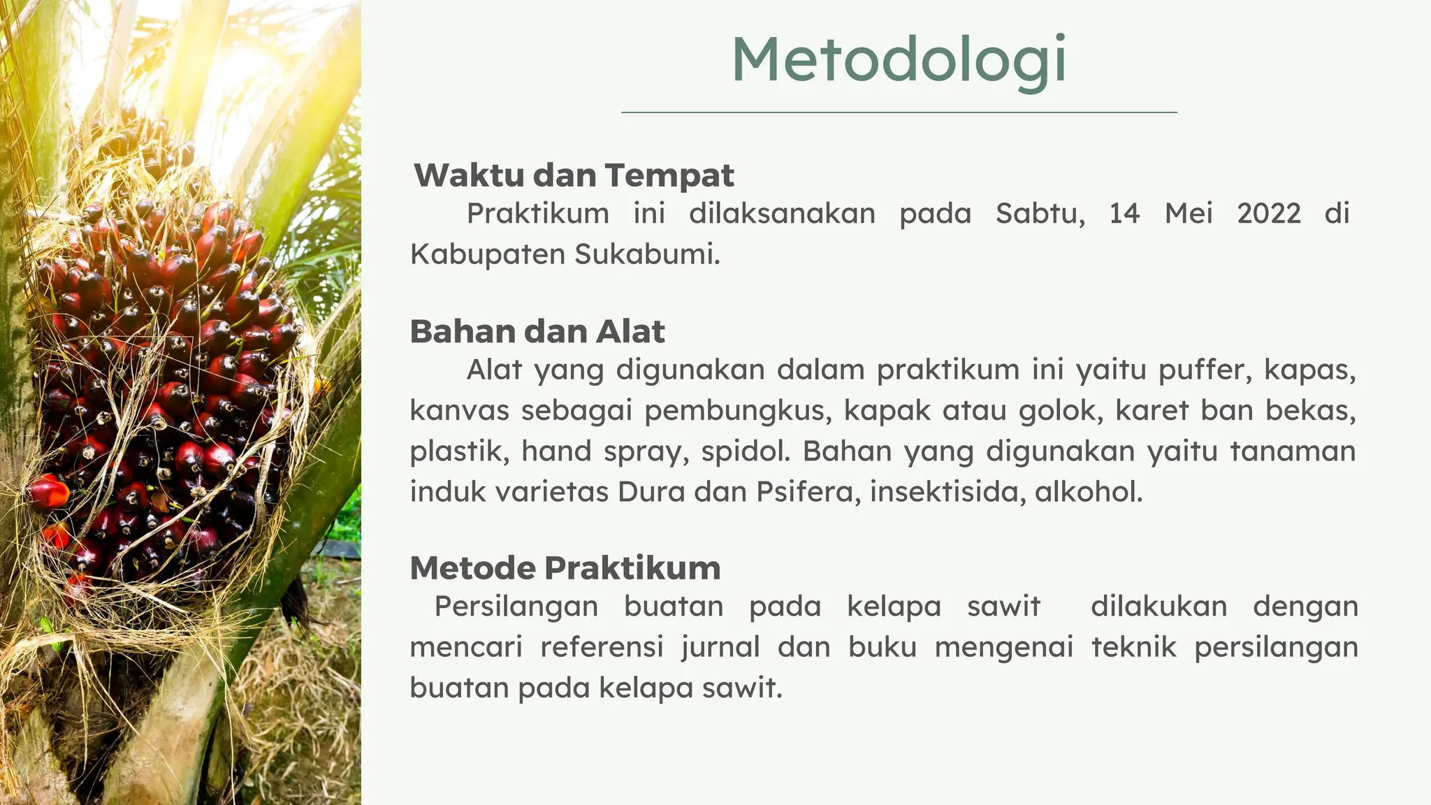 Teknik Persilangan Kelapa Sawit dan Daftar Varietas Kelapa Sawit | PDF