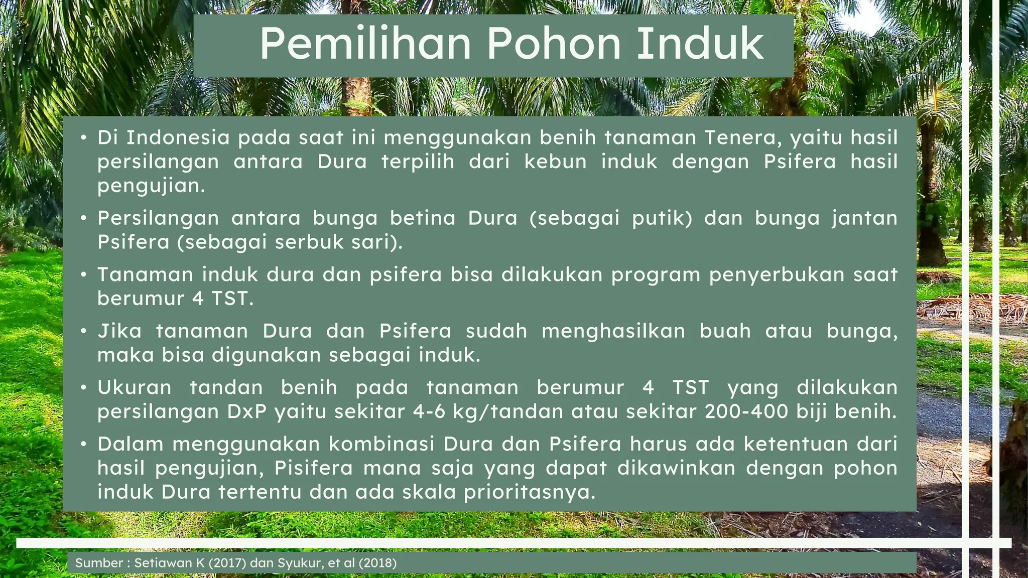 Teknik Persilangan Kelapa Sawit dan Daftar Varietas Kelapa Sawit | PDF
