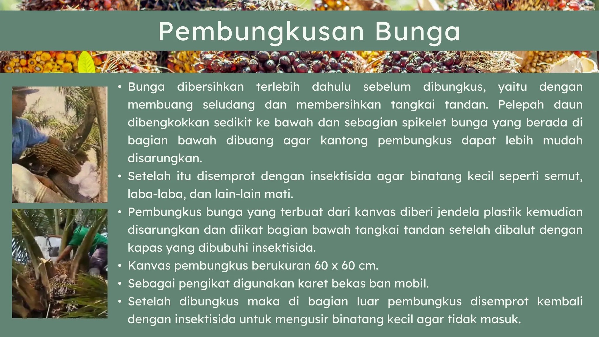 Teknik Persilangan Kelapa Sawit dan Daftar Varietas Kelapa Sawit | PDF