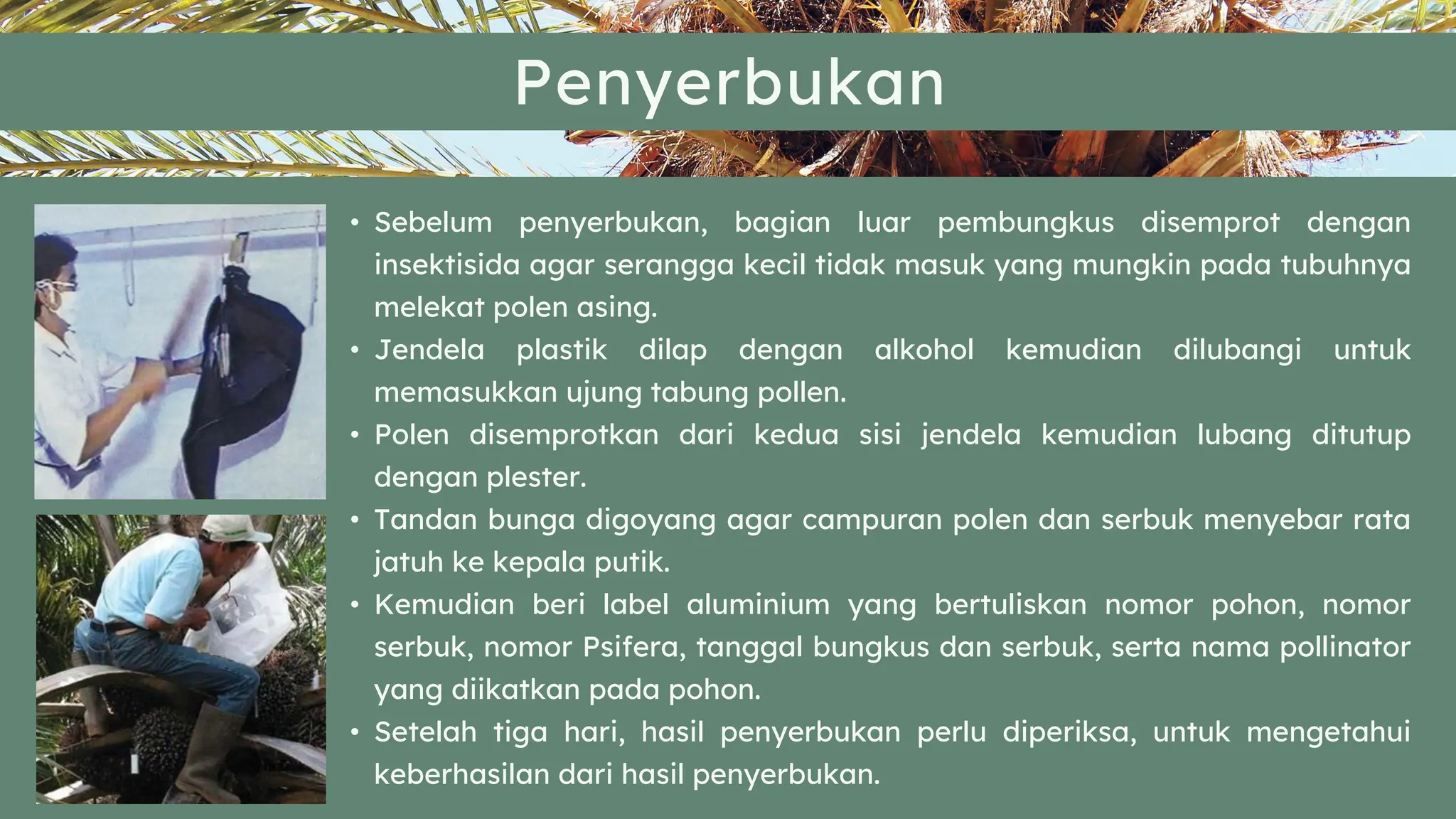 Teknik Persilangan Kelapa Sawit dan Daftar Varietas Kelapa Sawit | PDF