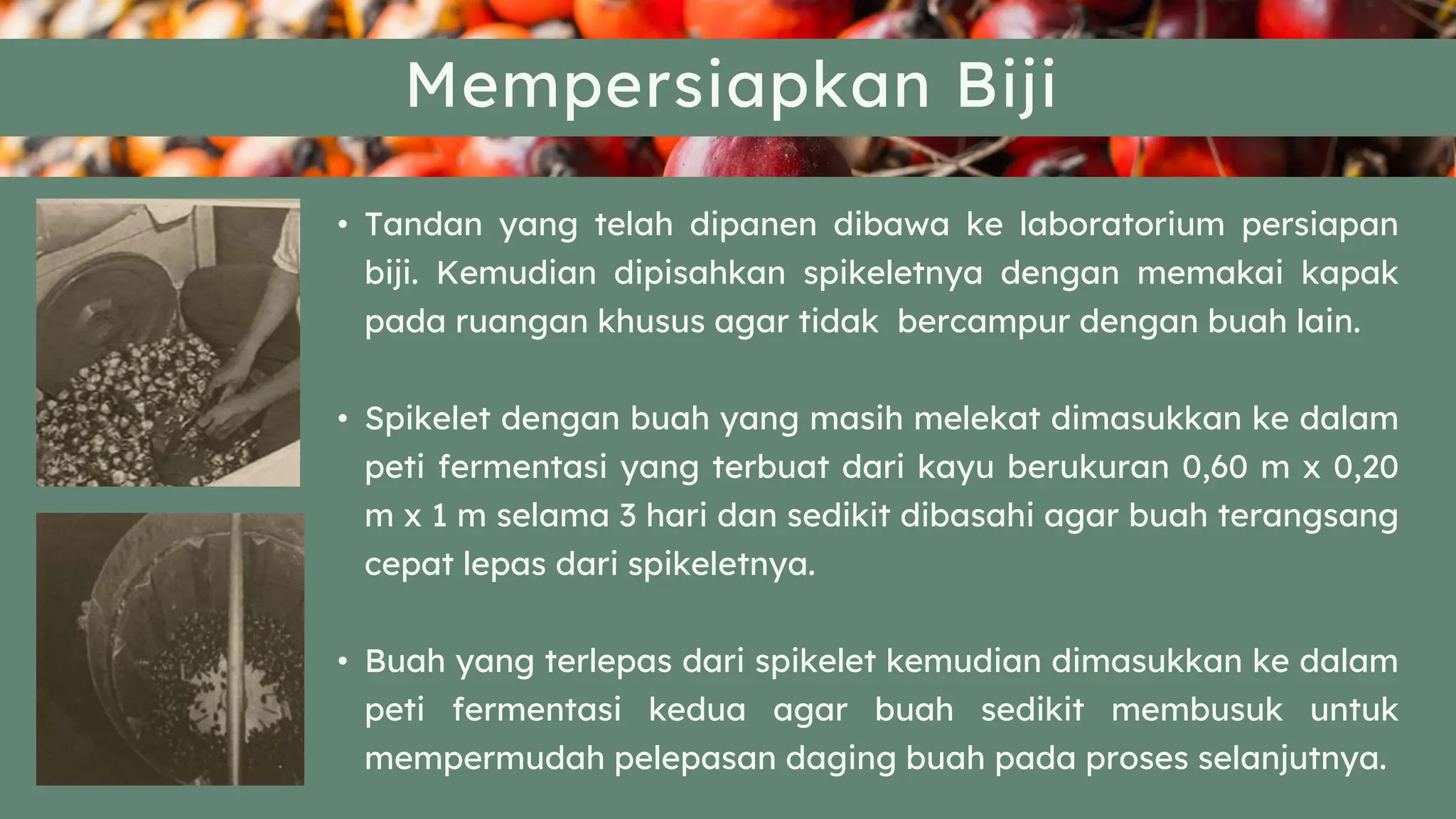 Teknik Persilangan Kelapa Sawit dan Daftar Varietas Kelapa Sawit | PDF