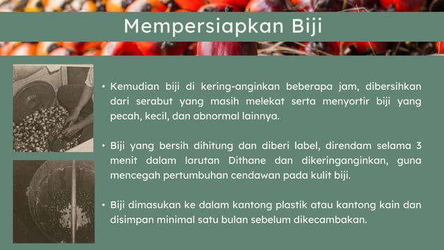 Teknik Persilangan Kelapa Sawit dan Daftar Varietas Kelapa Sawit | PDF
