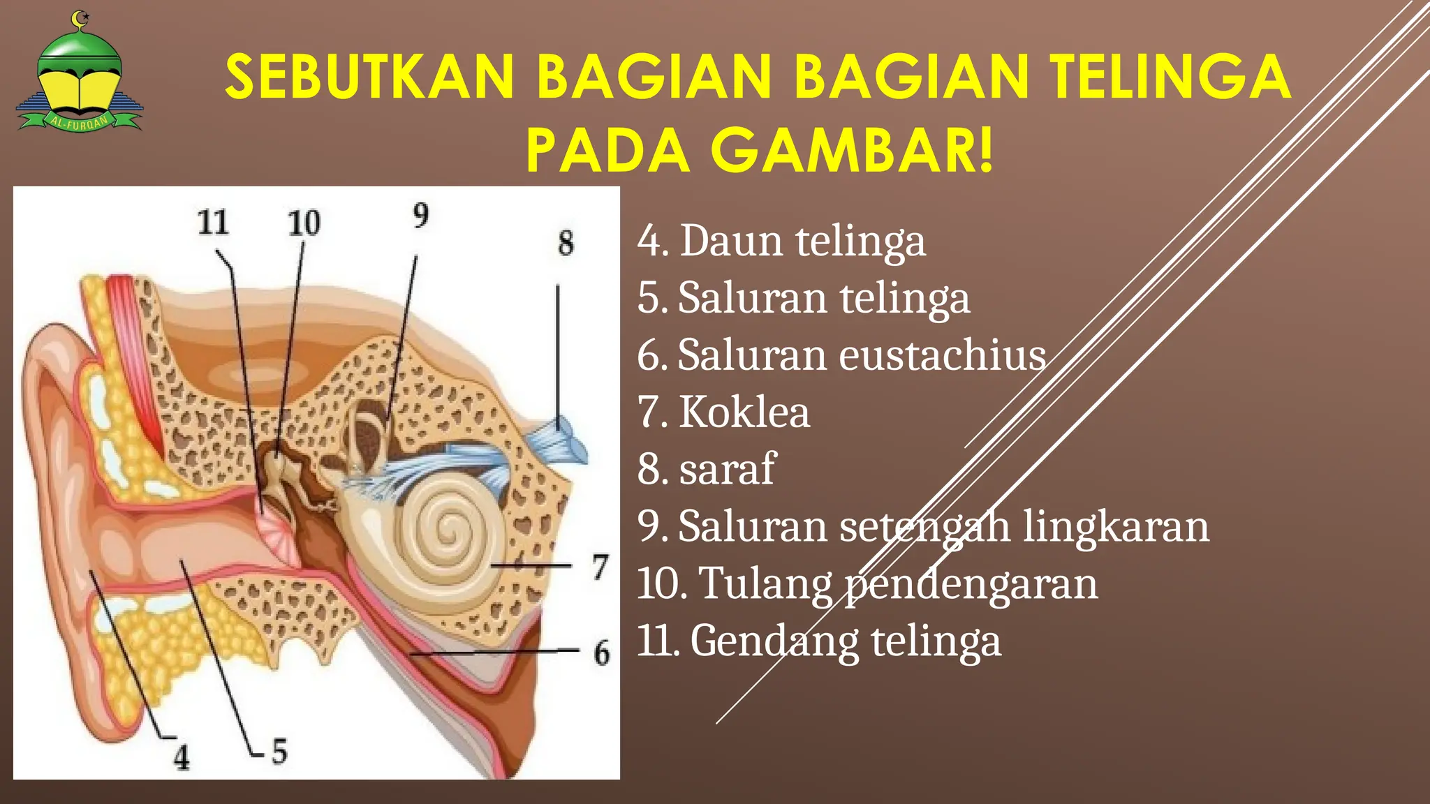 PPT telinga dan hidung 2425 share.pptx