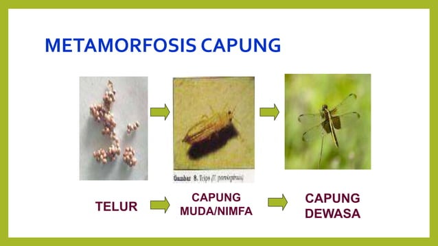 PPT TEMA 5 SB 1 EKOSISTEM (HENI).pptx