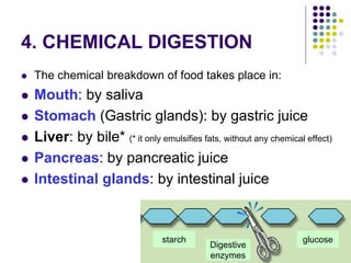 Ppt the digestive system jmbf | PPT