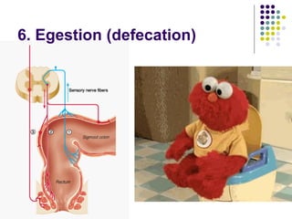 Ppt the digestive system jmbf | PPT