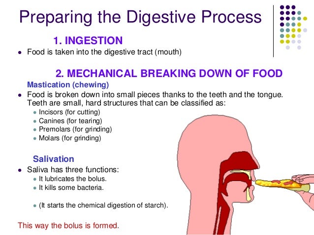 Ppt the digestive system jmbf
