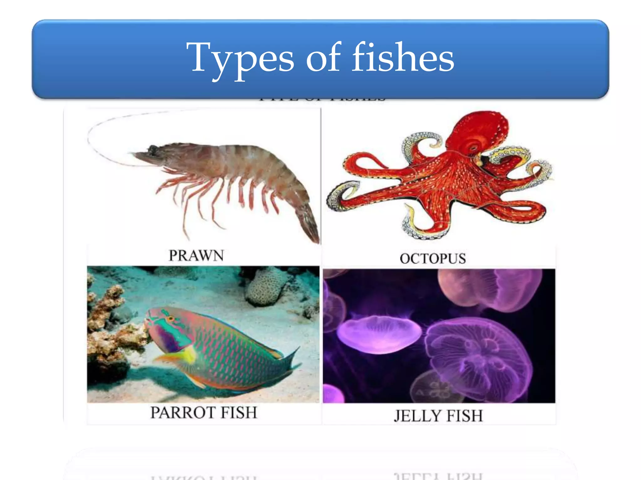 The Fish Tail | PPTX