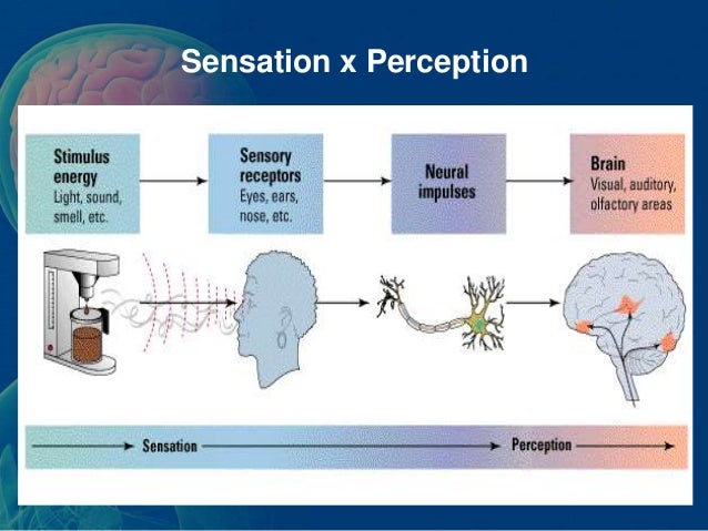 The Interpretation of Sensory Information