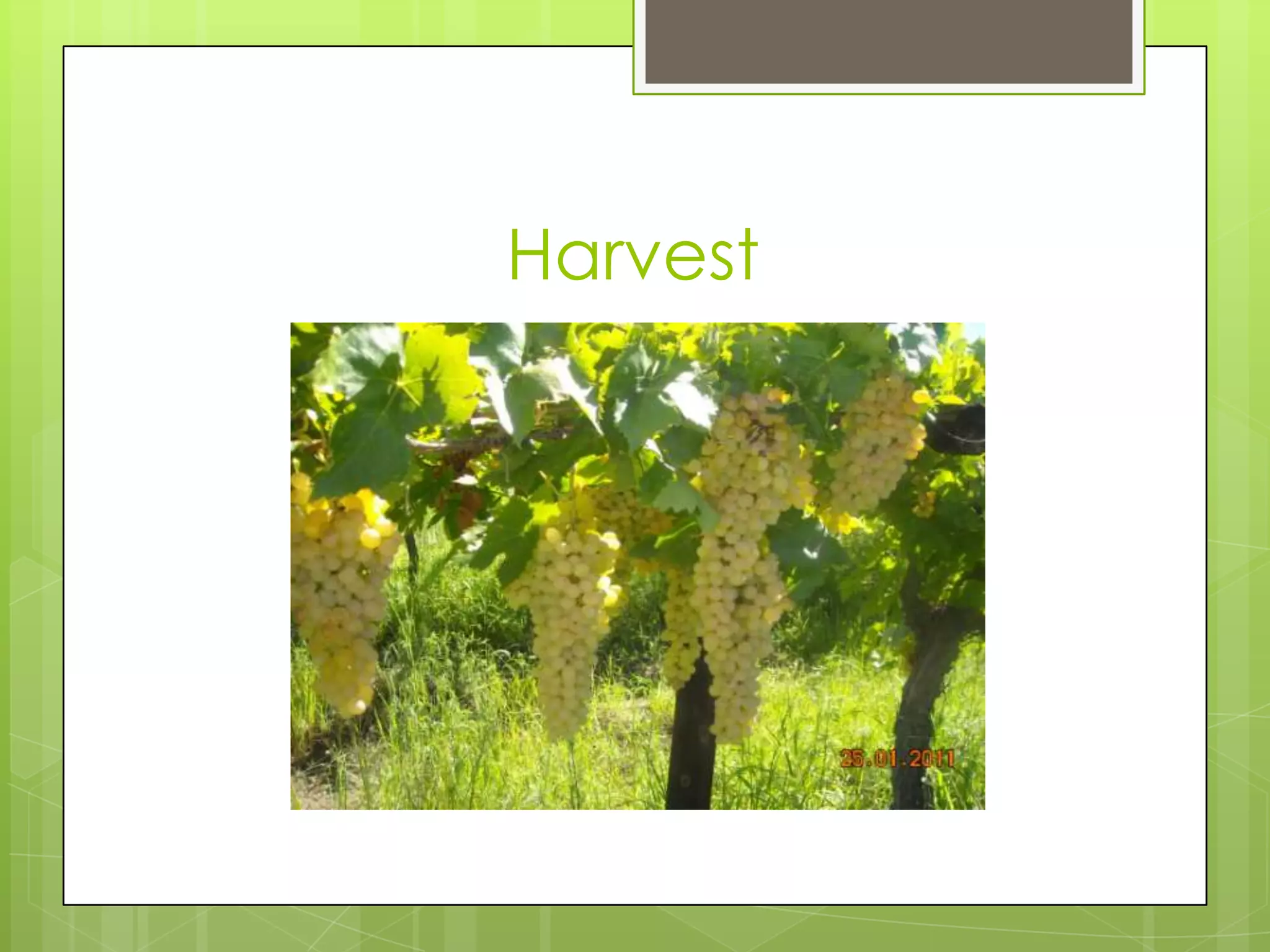 Ppt the raisin company | PPTX