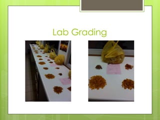 Ppt The Raisin Company | PPTX