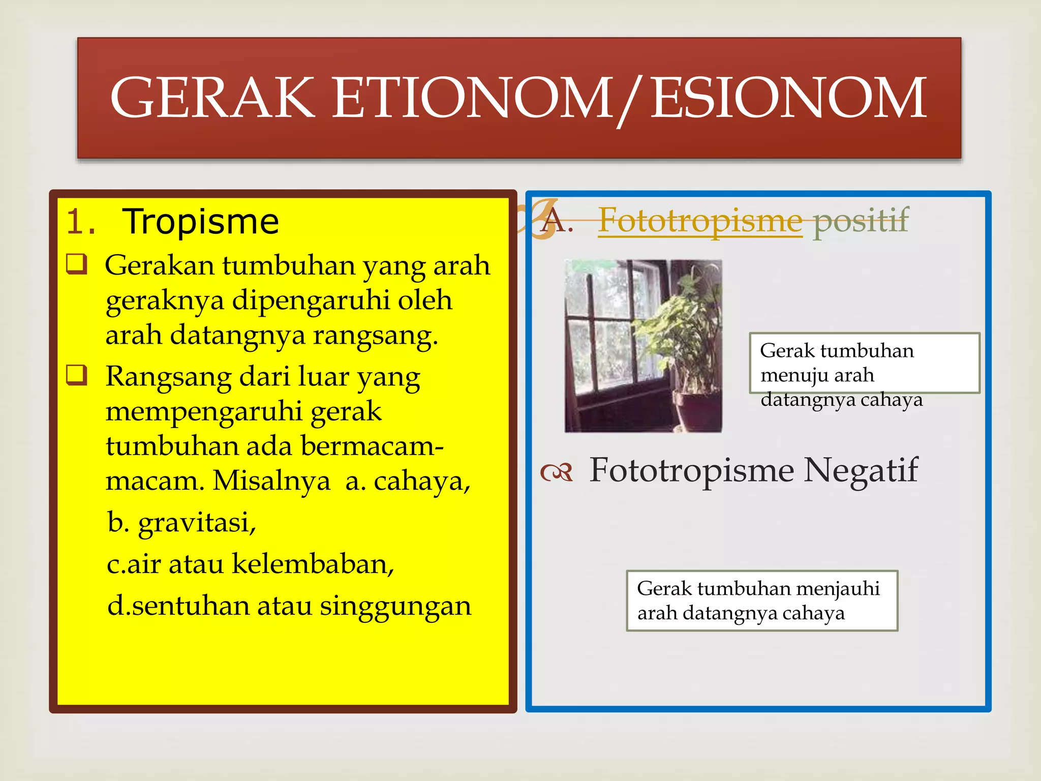 Gerak Pada Tumbuhan Untuk Kelas 8 SMP/MTs | PPTX