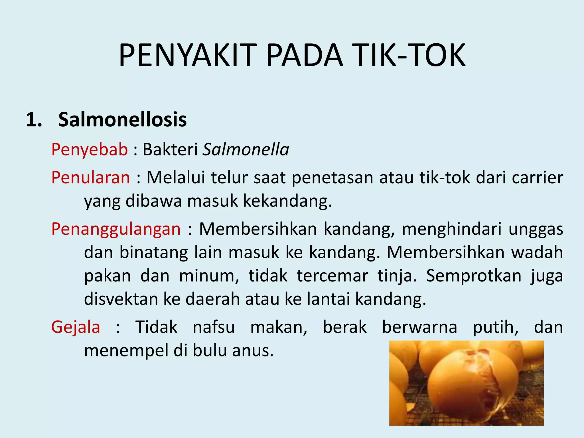 PPT TIK TOK SMA N 2 Klaten Biologi Lingkungan Materi Tik Tok (Itik dan Entok) | PPT