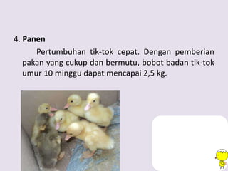 PPT TIK TOK SMA N 2 Klaten Biologi Lingkungan Materi Tik Tok (Itik dan ...