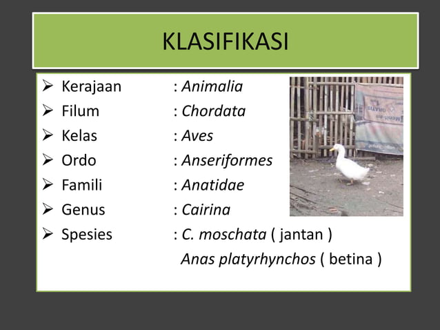 PPT TIK TOK SMA N 2 Klaten Biologi Lingkungan Materi Tik Tok (Itik dan ...