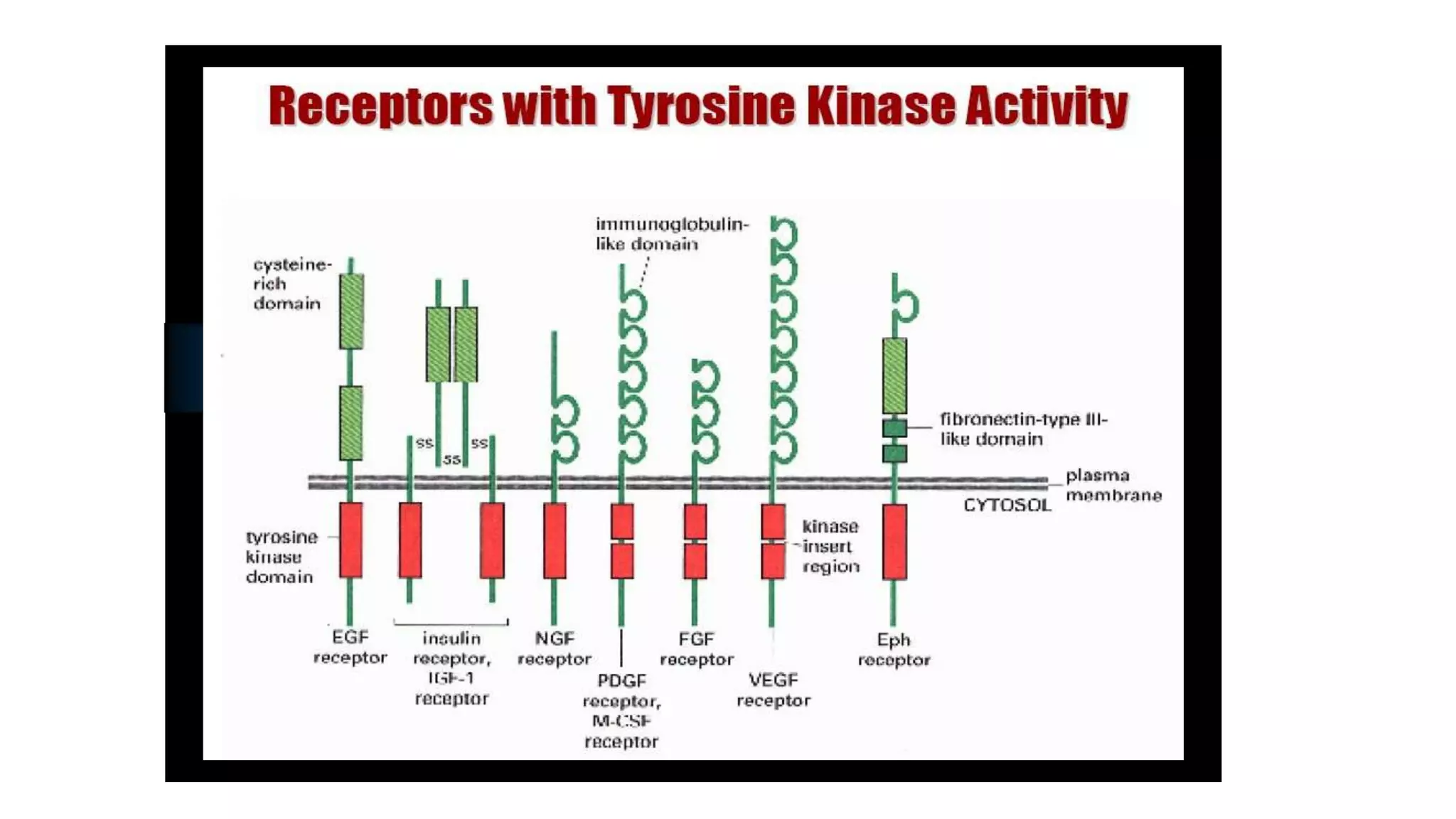 Ppt tirosin kinase | PPTX