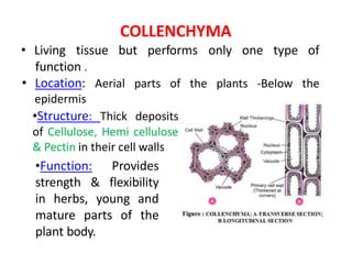 ppttissuesystems-190430075739.pptx | Biological Sciences | Science