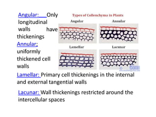 ppttissuesystems-190430075739.pptx | Biological Sciences | Science