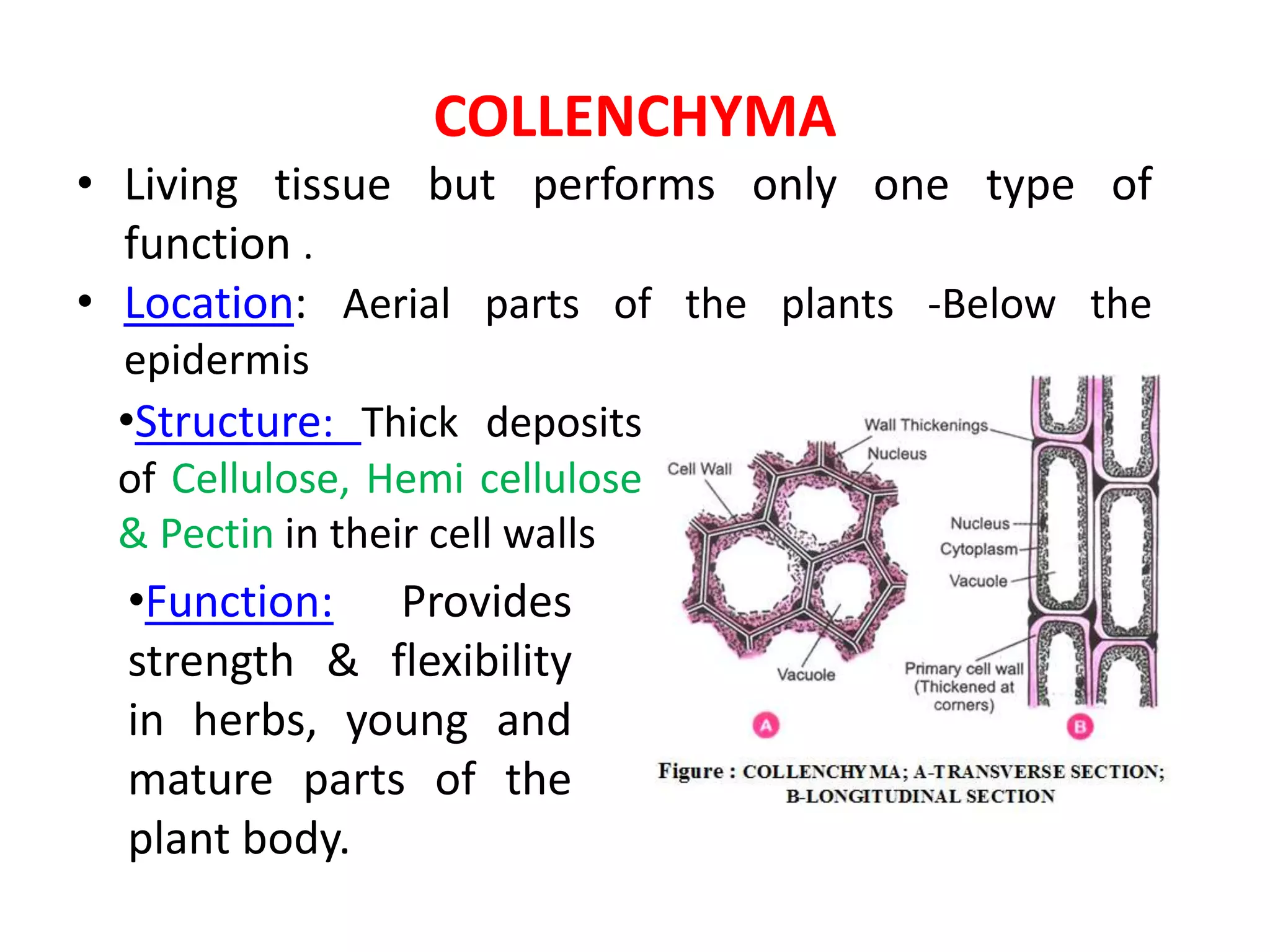 Plant tissue systems | PPTX