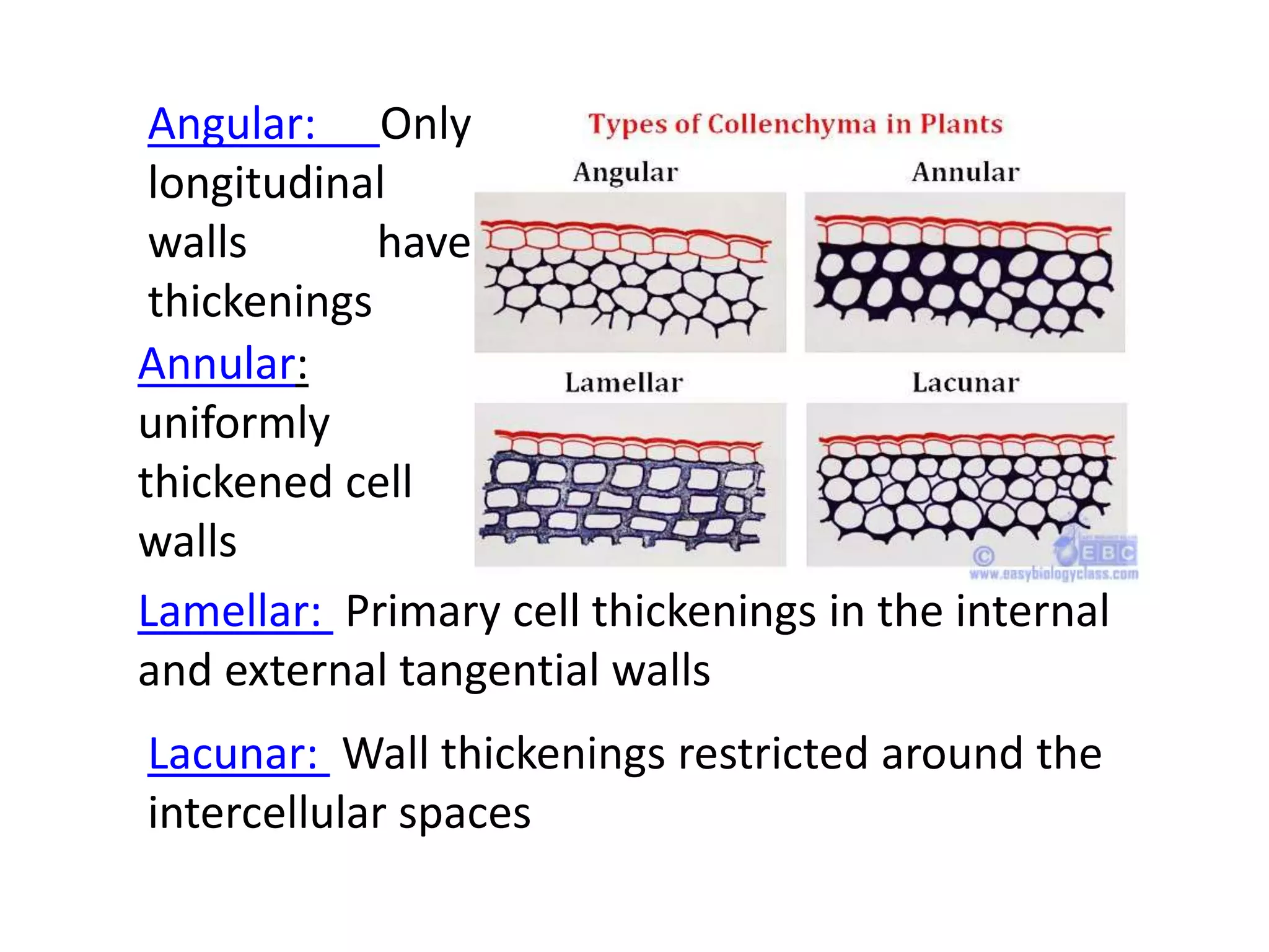 Plant tissue systems | PPTX