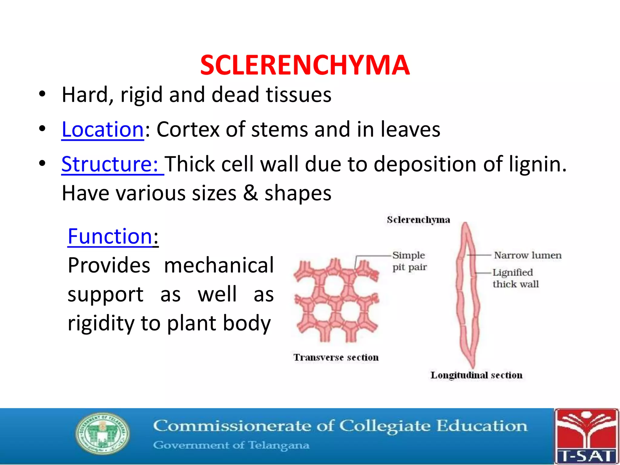 Plant tissue systems | PPTX