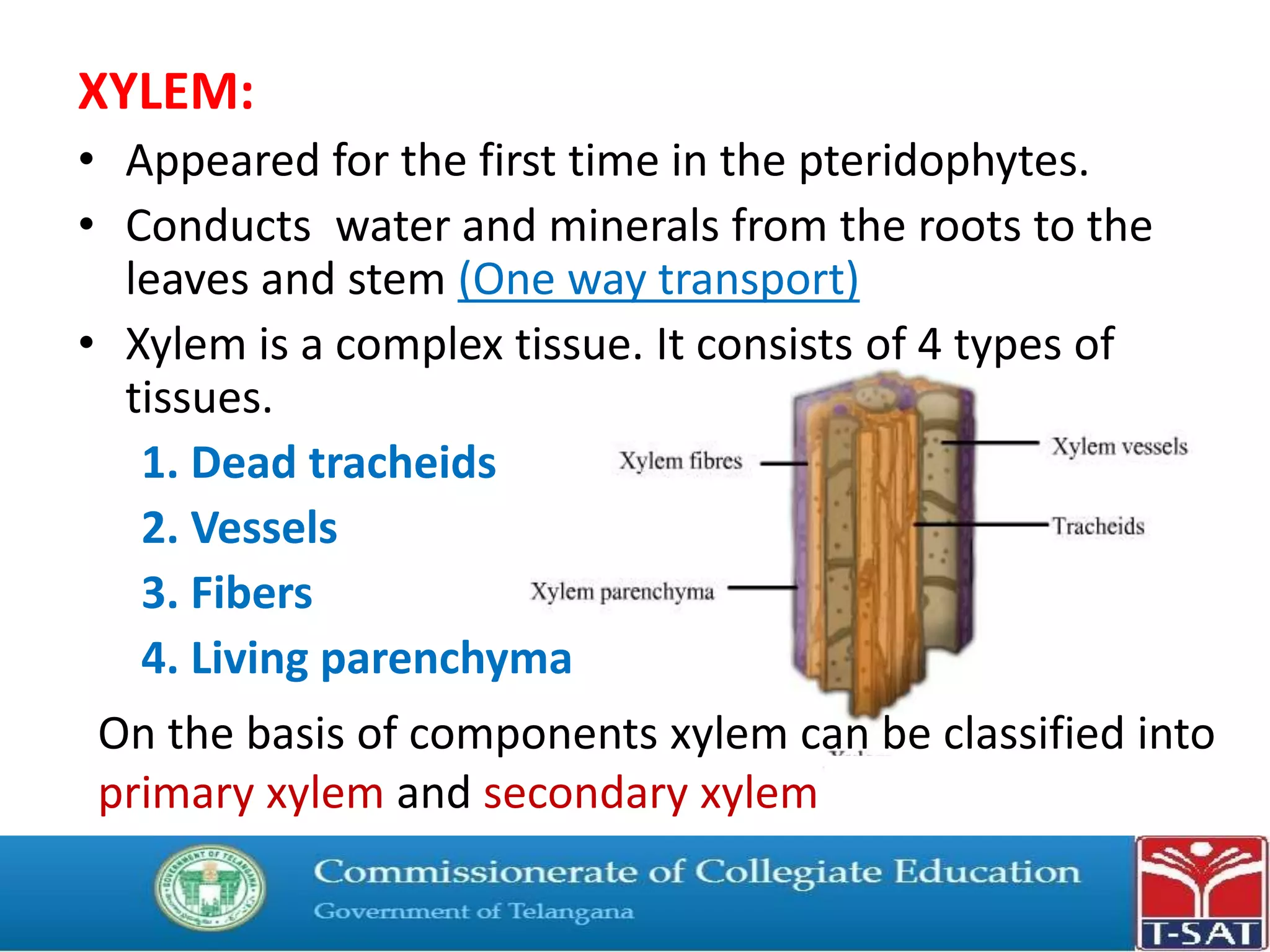 Plant tissue systems | PPTX