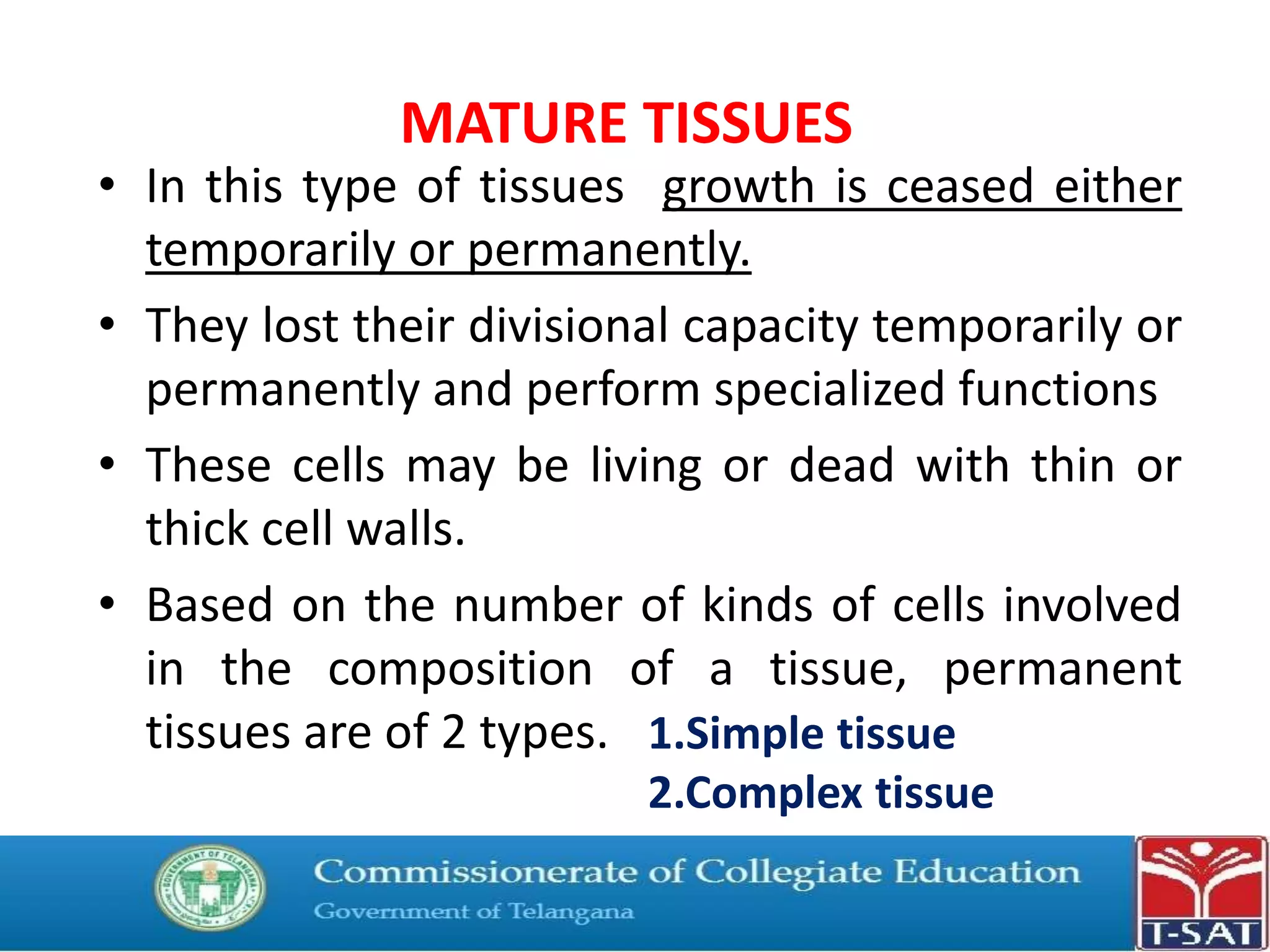 Plant tissue systems | PPTX