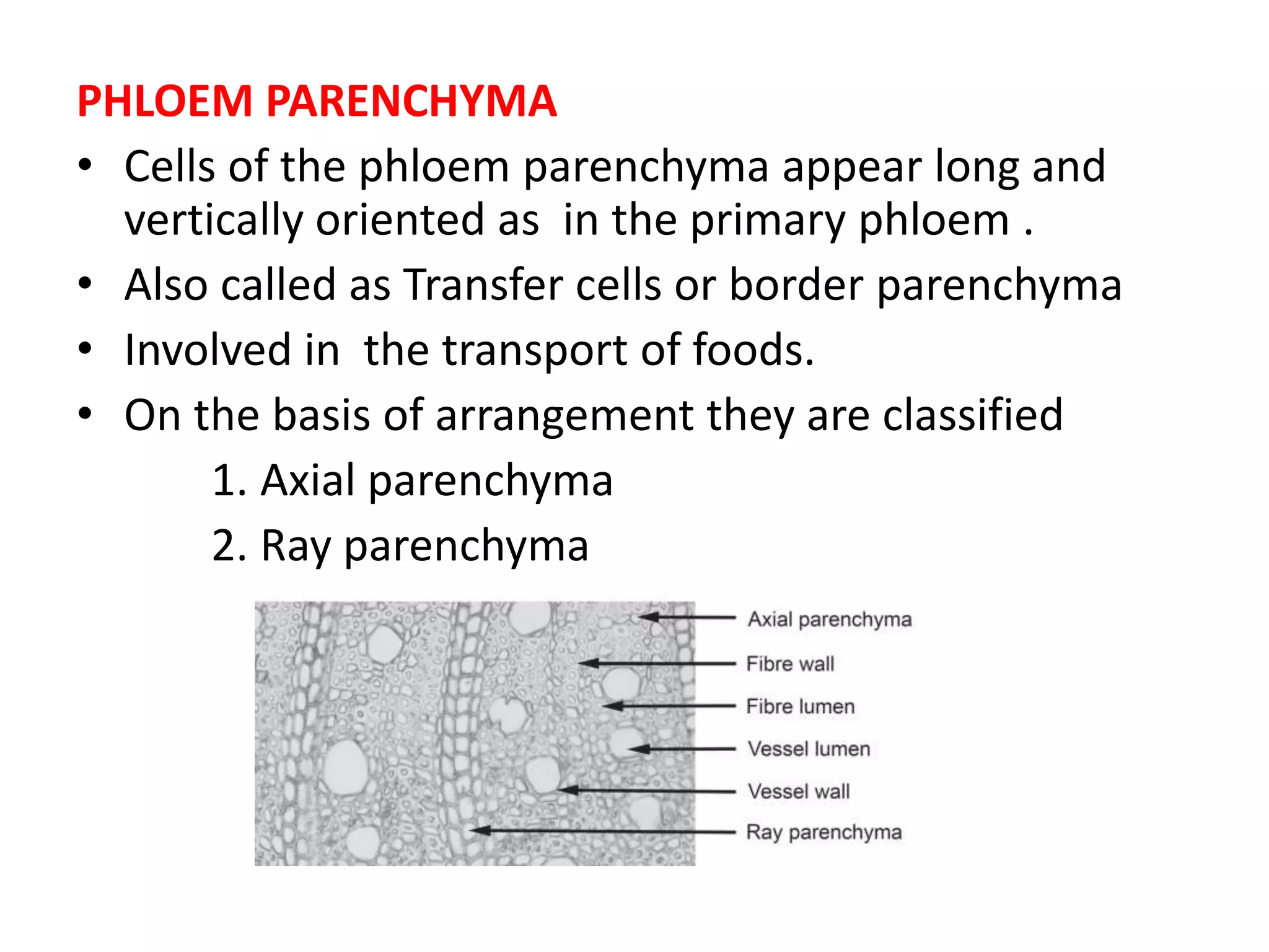 Plant tissue systems | PPTX