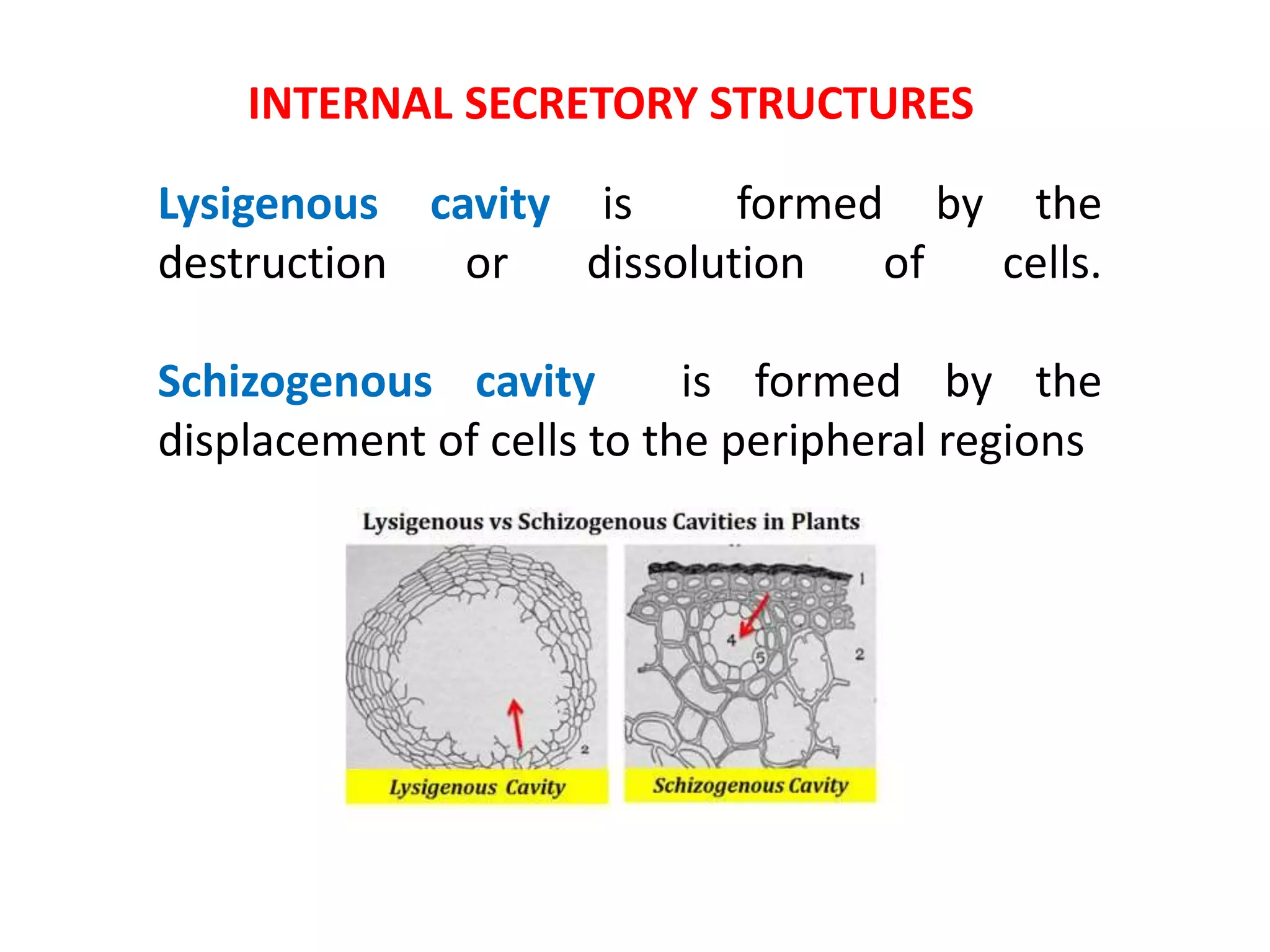Plant tissue systems | PPTX