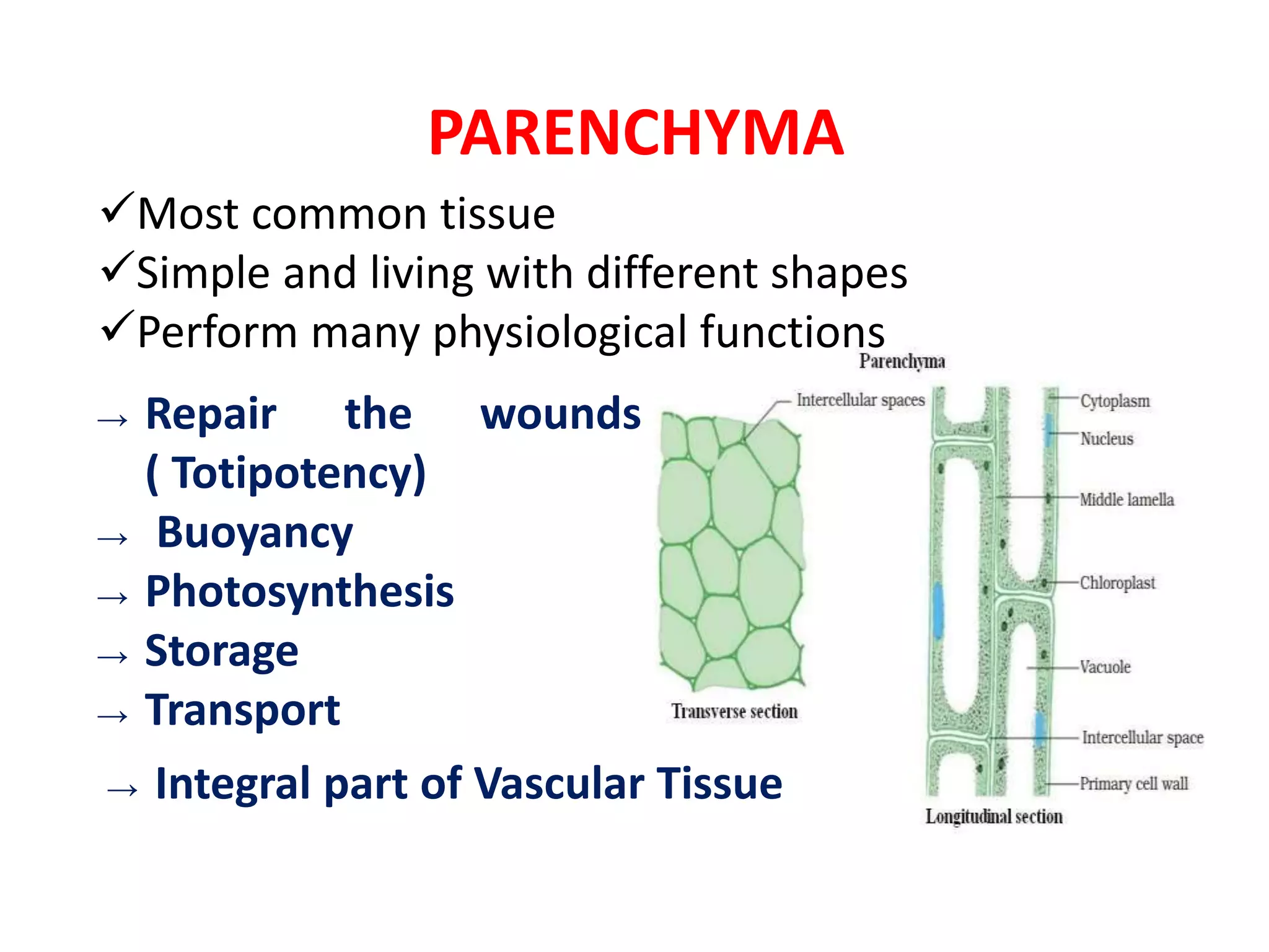 Plant tissue systems | PPTX