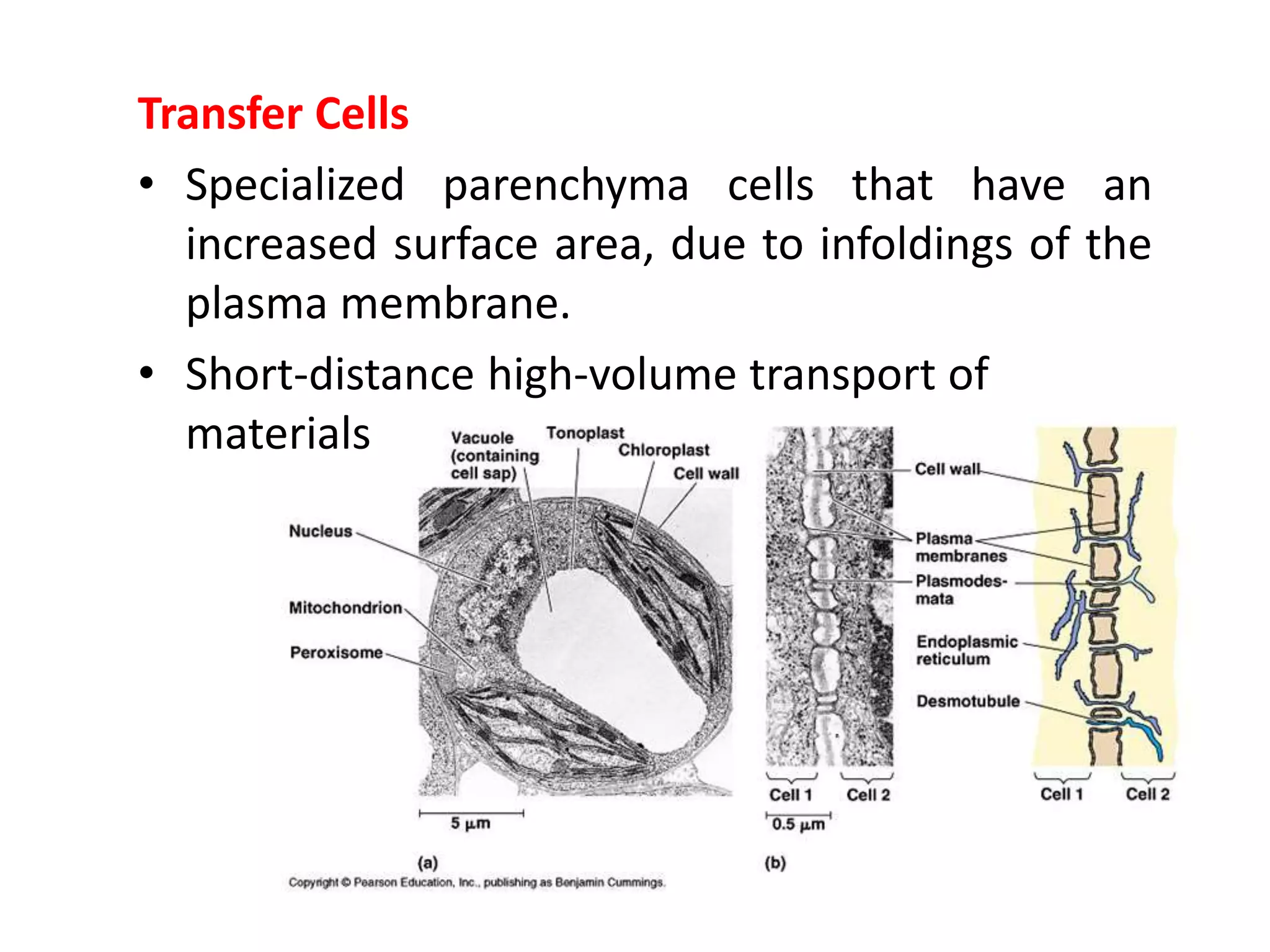 Plant tissue systems | PPTX