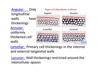 Plant tissue systems | PPTX