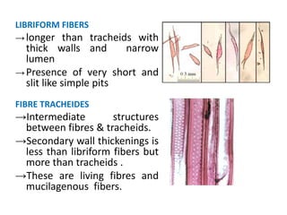 Plant tissue systems | PPTX