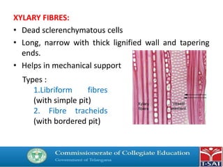 Plant tissue systems | PPTX