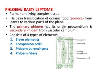 Plant tissue systems | PPTX