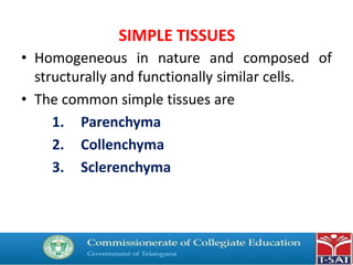 Plant tissue systems | PPTX