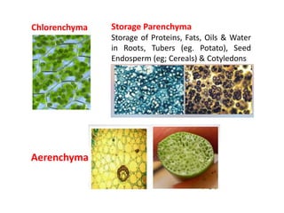 Plant tissue systems | PPTX