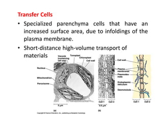 Plant tissue systems | PPTX