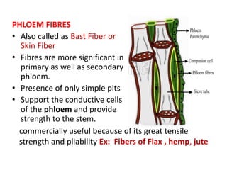 Phloem Fibres