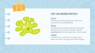Pengetahuan mengenai Morfologi Amoeba Proteus | PDF